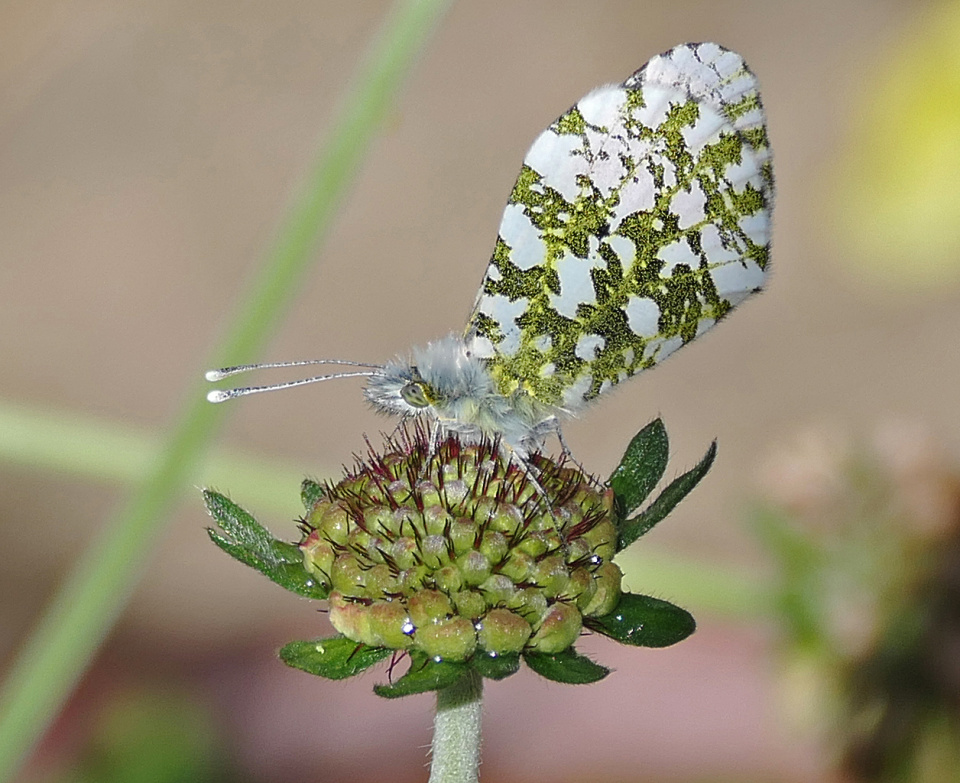 ORANG TIP BUTTERFLY. | maureen482 | Blipfoto