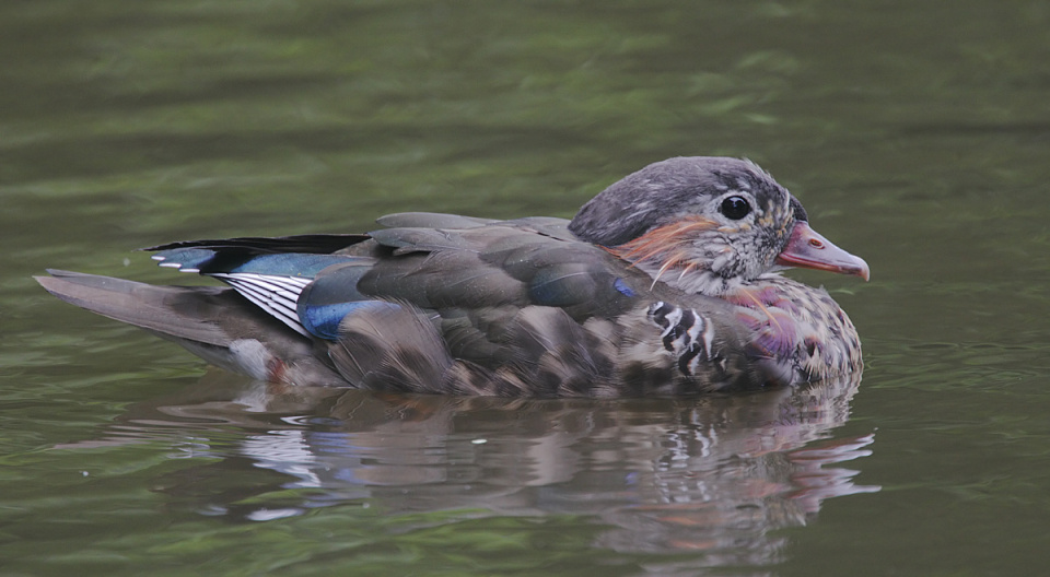 Male Mandarin Duck going into Eclipse | VandeGraaff | Blipfoto
