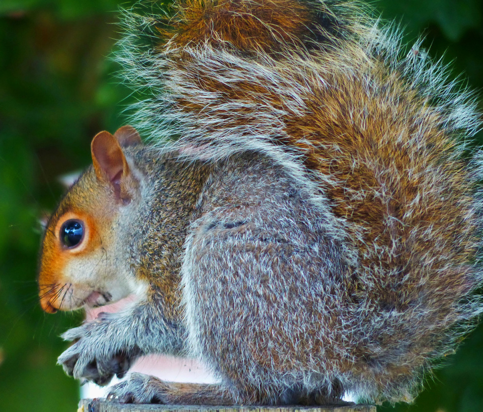 Squirrel | spishy | Blipfoto