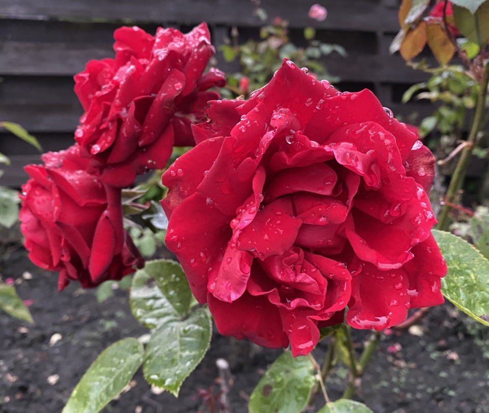 Wet Rose | JockMcGrumpy | Blipfoto