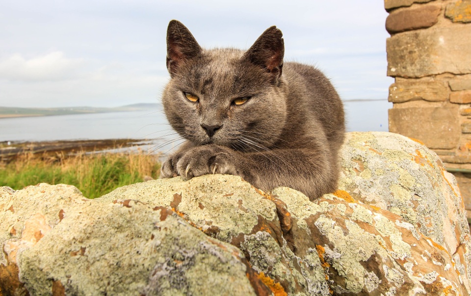 Neolithic cat | StCornerSociety | Blipfoto