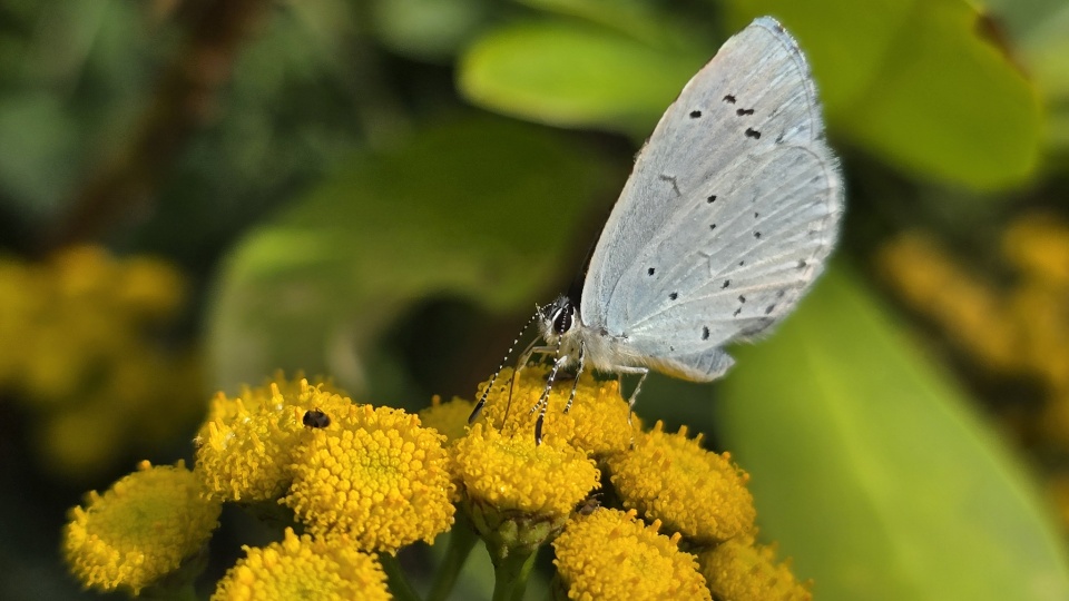 Little blue butterfly | LizMBpics | Blipfoto
