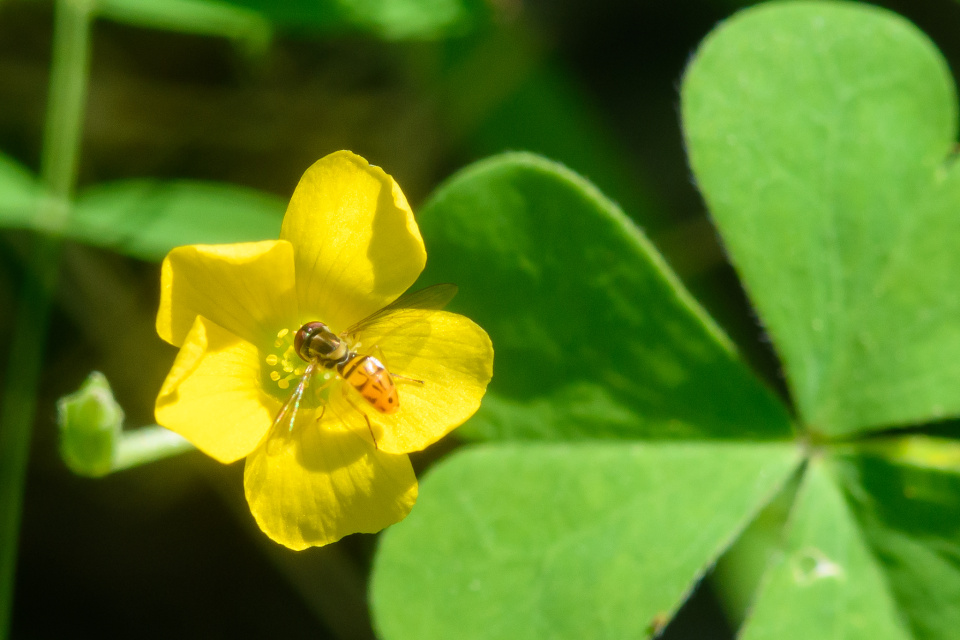 Tiny | dbifulco | Blipfoto