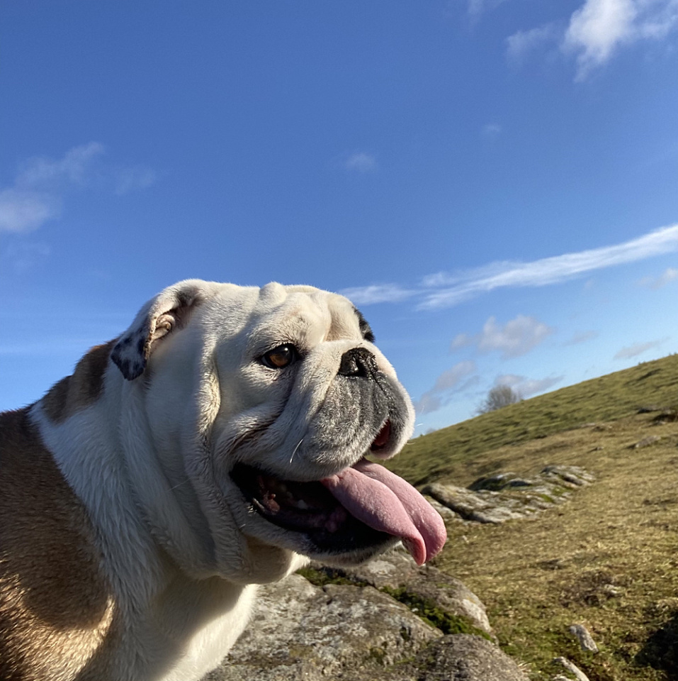 Tilda, the under photographed dog | Emmm | Blipfoto