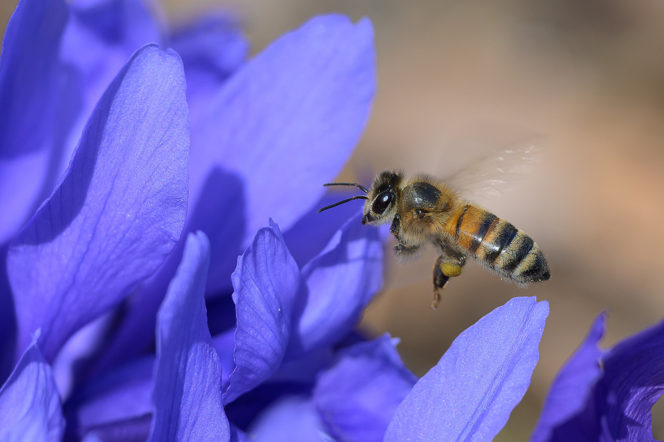 More Buzziness | dbifulco | Blipfoto