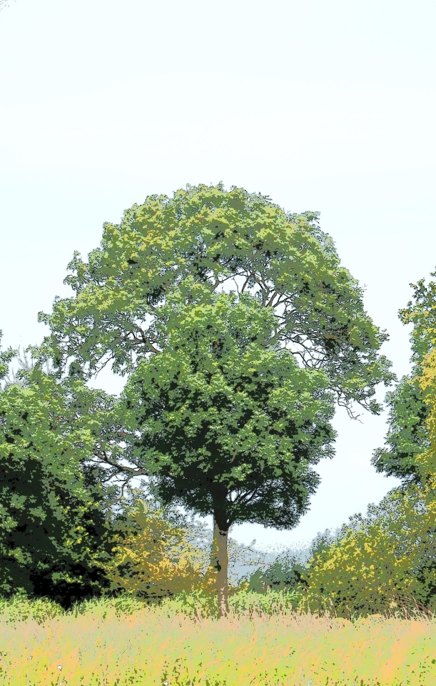 Sacred tree | pkln | Blipfoto