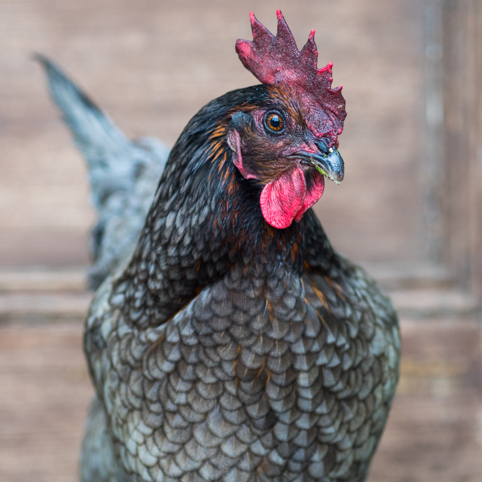 Sweep | MotherShipton | Blipfoto