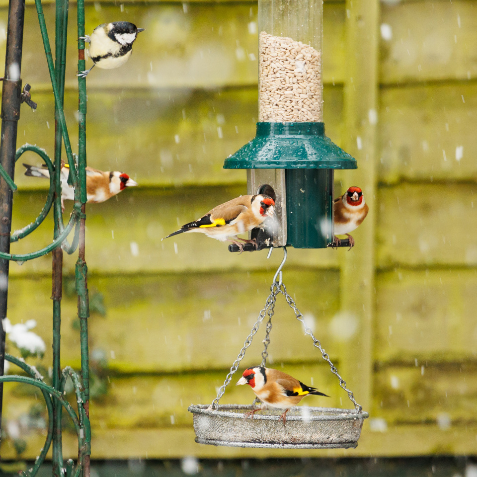 Quadruple Gold - Bonus Jay | madwill | Blipfoto