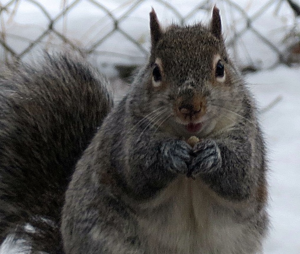 Squirrel Friday in January | lindee | Blipfoto