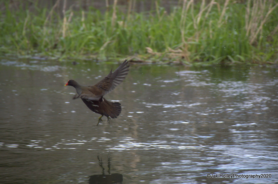 Moorhen in Flight | ThingsBeautiful | Blipfoto