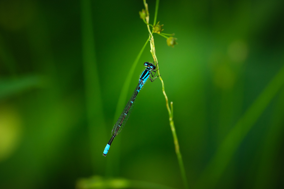 Eye Popping Blue | MikeWest | Blipfoto