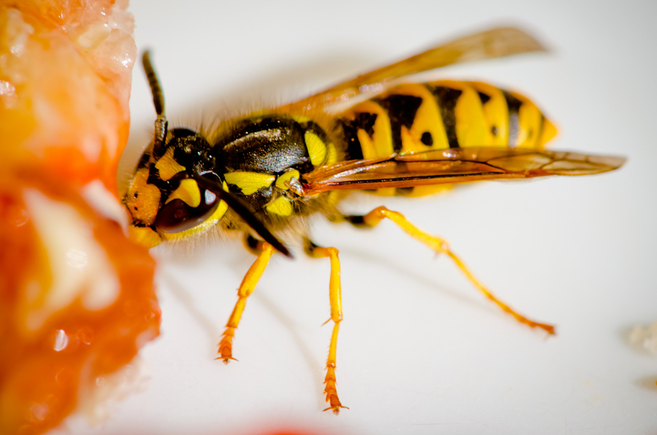 THE WASP ATE OF THE JAM | admirer | Blipfoto