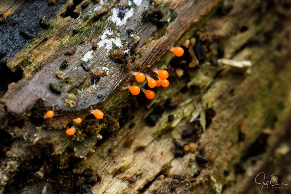 Salmon-Eggs | JDO | Blipfoto