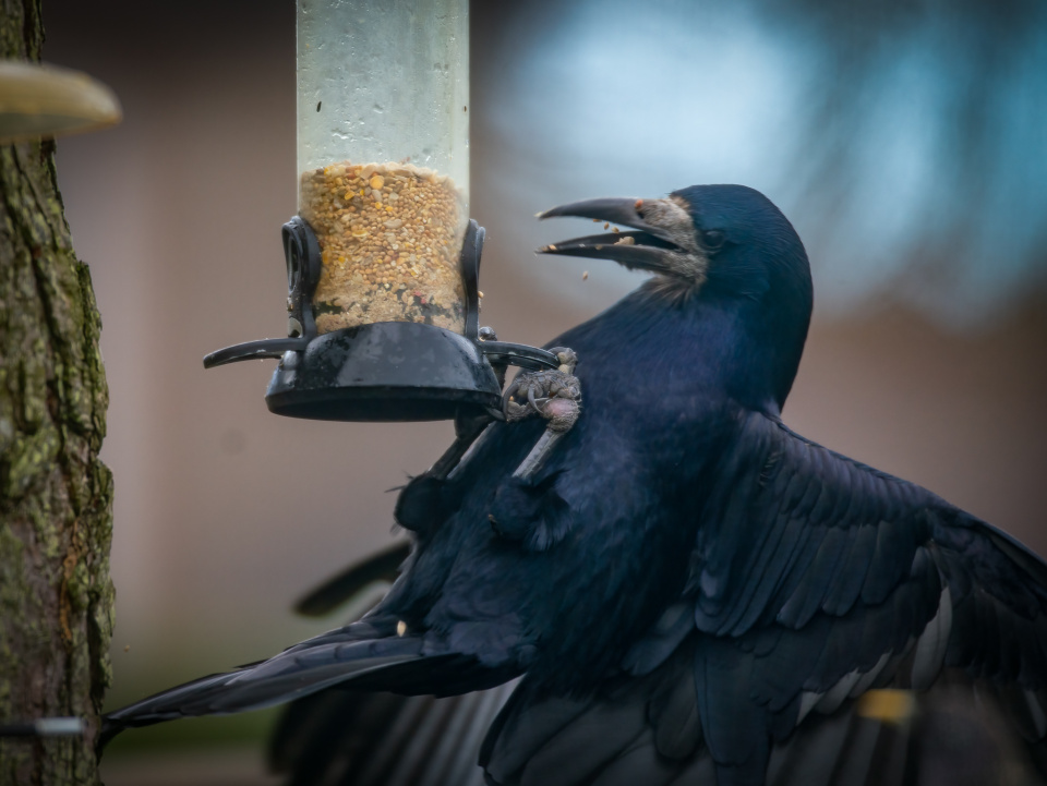 Rook | DarkEyedMary | Blipfoto