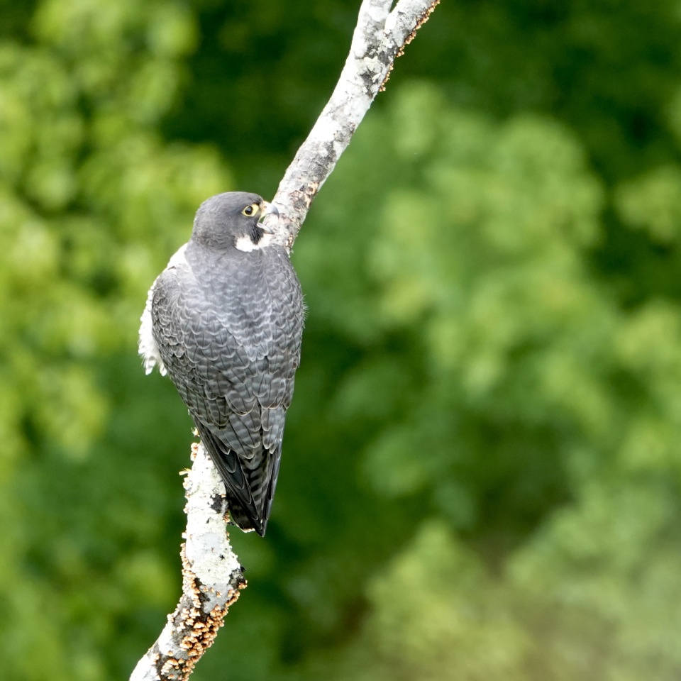Peregrine Falcon | Kimb | Blipfoto