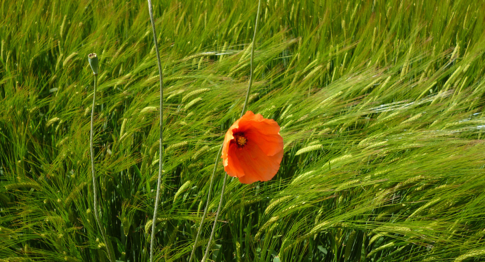 Poppy | Apothecary7 | Blipfoto