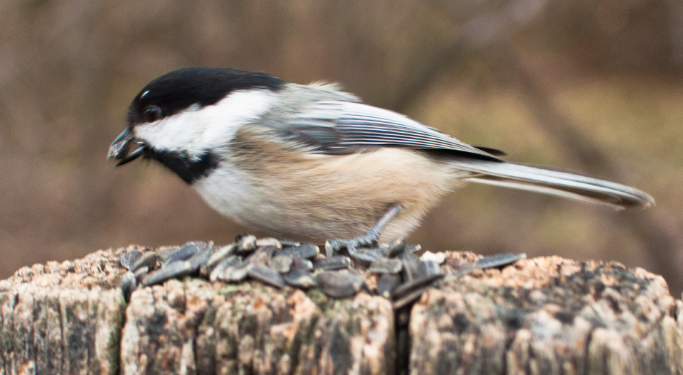 Windblown birdie! | Skip | Blipfoto