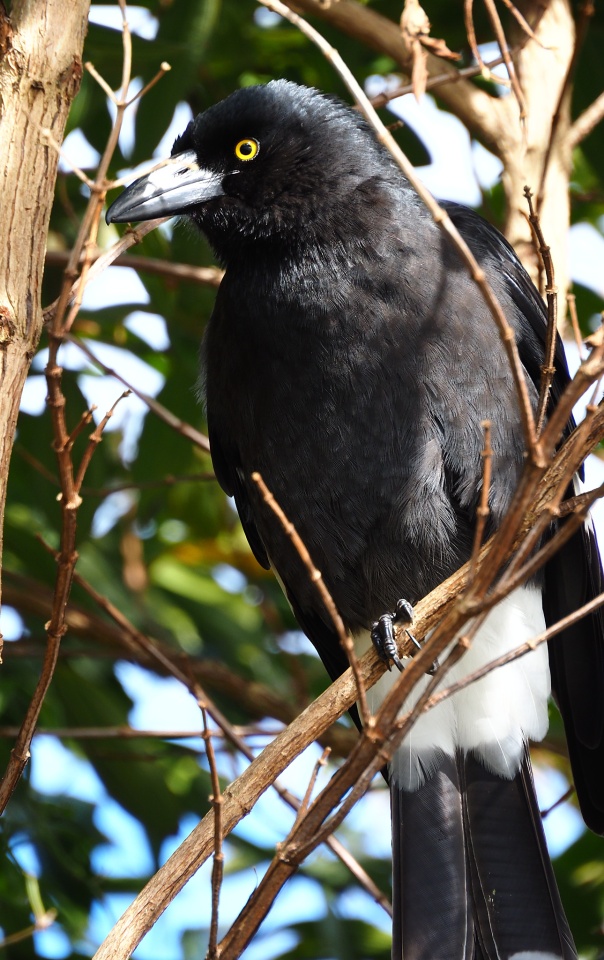 Pied currawong | AnnieBelle | Blipfoto