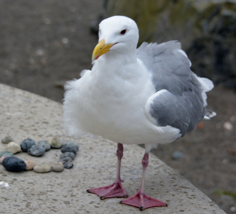 Bad Feather Day | Legacy | Blipfoto