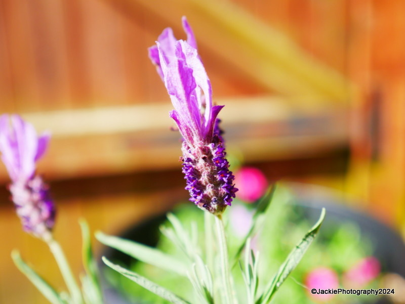 The Lavender | ThingsBeautiful | Blipfoto