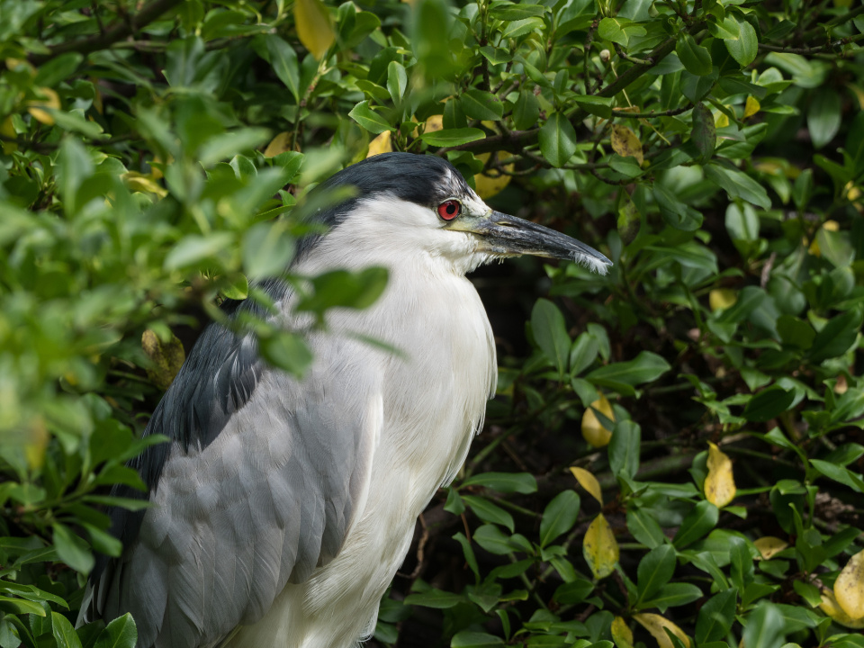 Alert Bird, The Dingle Sunken Garden, Shrewsbury | davidc | Blipfoto