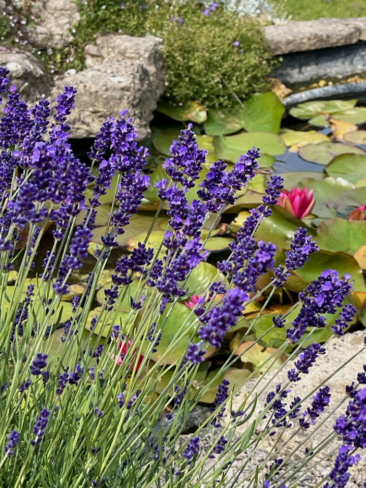 Lavender and Water Lillies | cmblow | Blipfoto