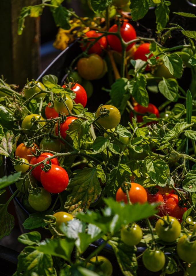Summer sunshine ripening the tomatoes, at last | CleanSteve | Blipfoto