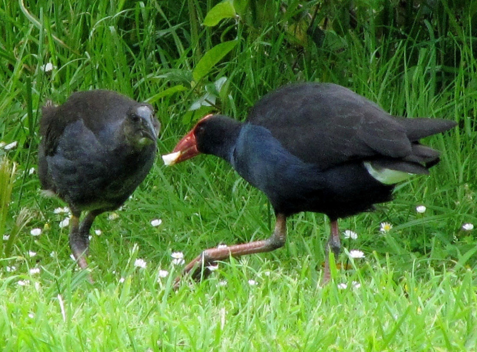 NZ Pukeko | flying | Blipfoto