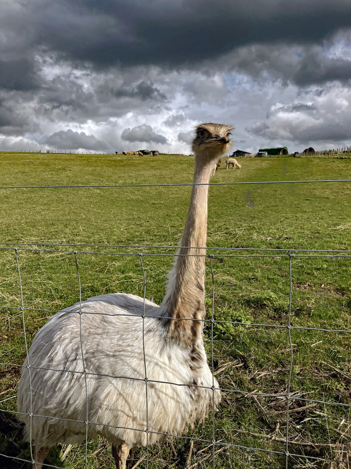 Ostrich or emu?...hate crime | Libra | Blipfoto
