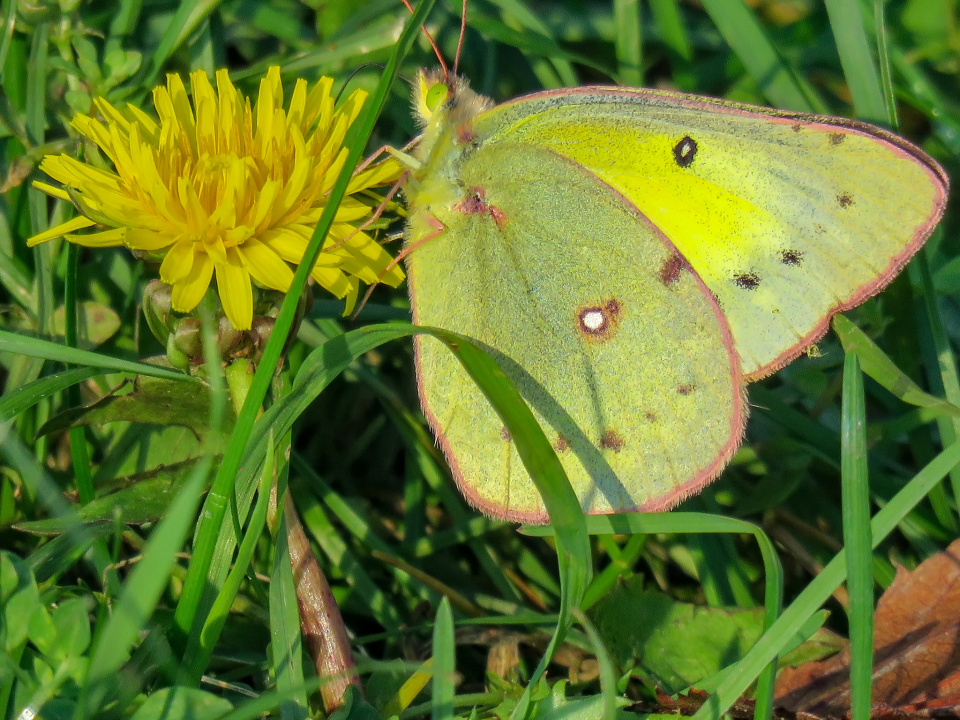 Cabbage Moth | KevinV | Blipfoto