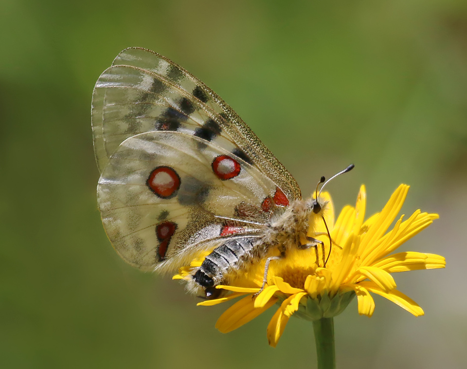 Apollo Butterfly | VandeGraaff | Blipfoto