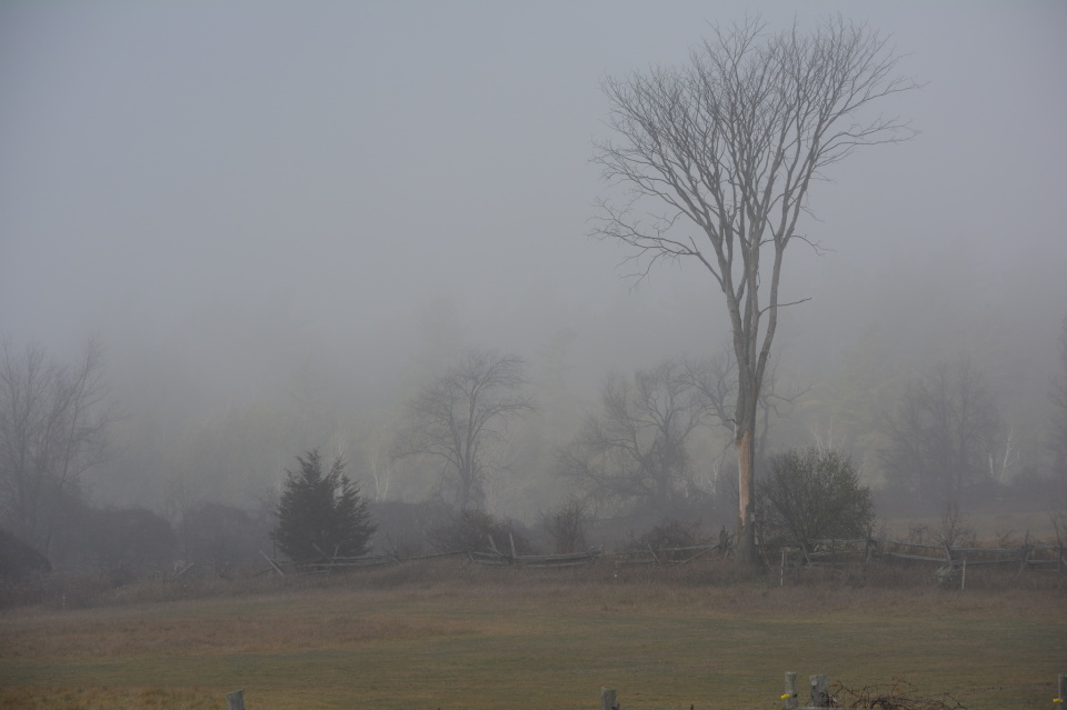 Foggy morning | borders | Blipfoto