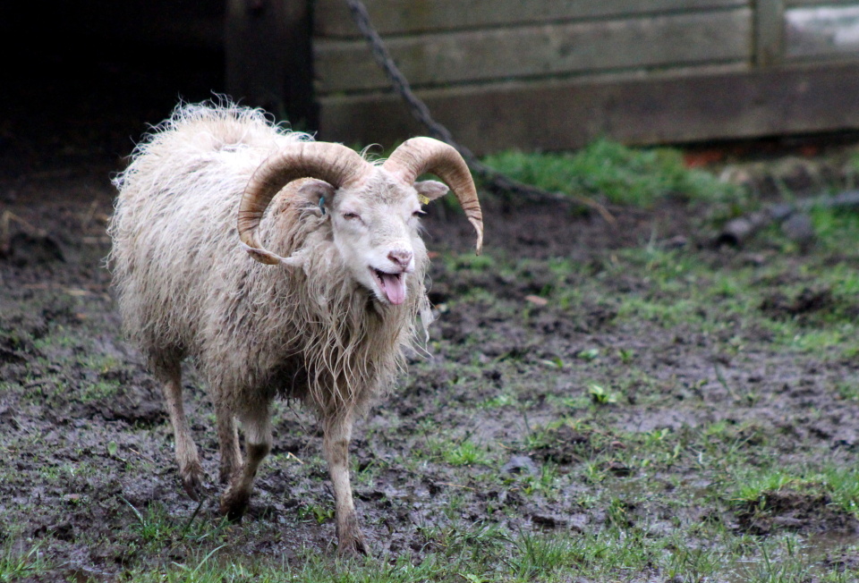 Bleugh! | theBroon | Blipfoto