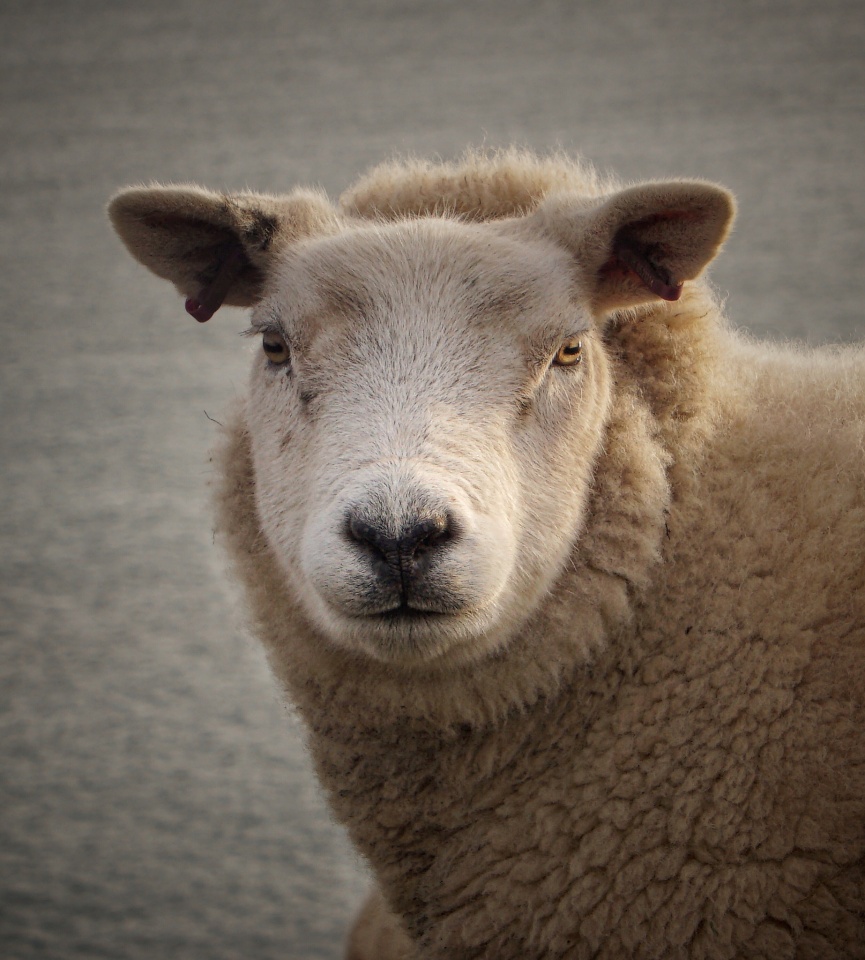 Feeling Sheepish | CBLinks | Blipfoto