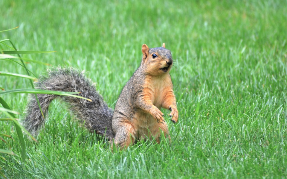 Big Bad Squirrel | LoveMy3Dogs | Blipfoto