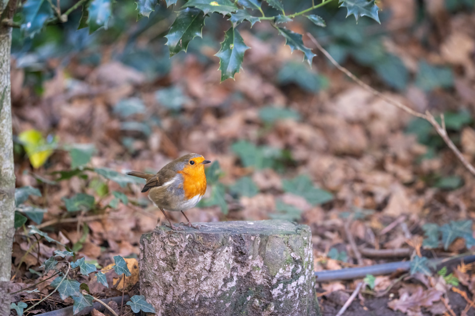 A waiting robin | NickyR | Blipfoto