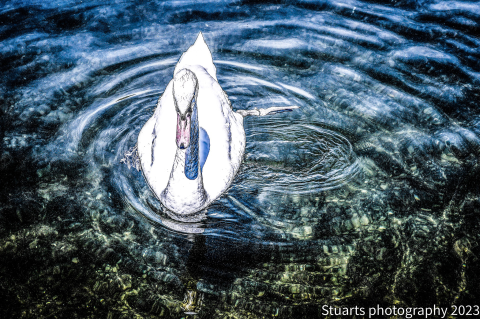 Solo swan | Stuart46 | Blipfoto