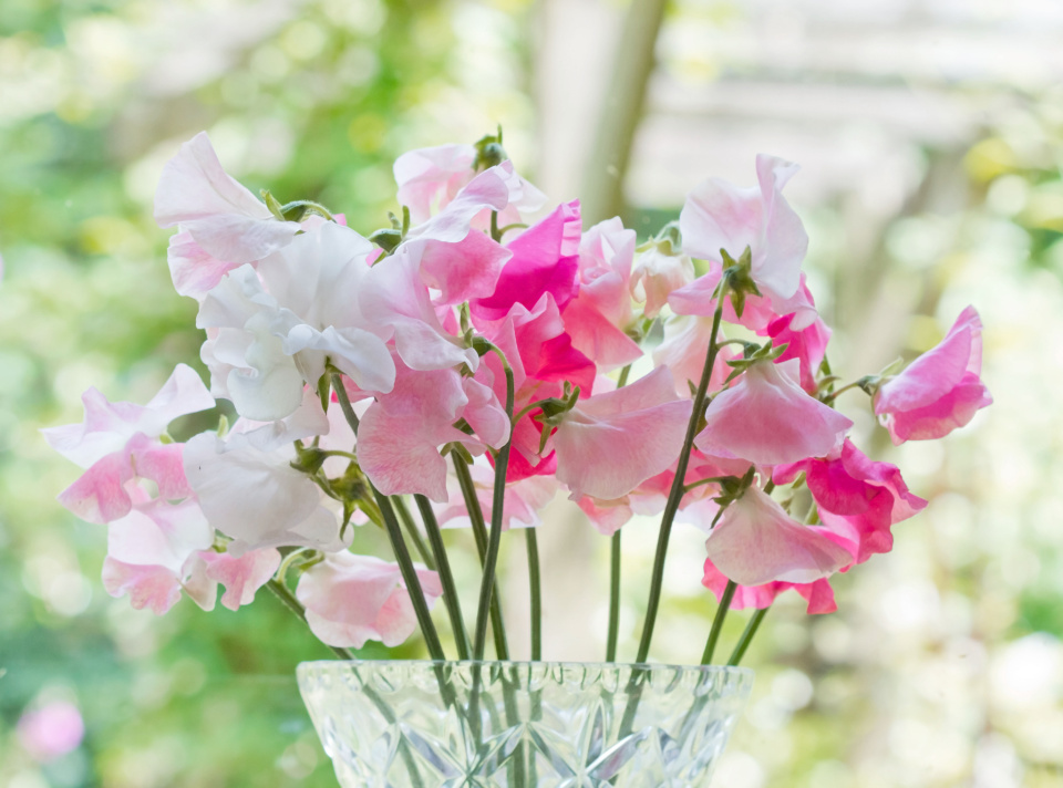 Raspberry Ripple | lathyrus | Blipfoto