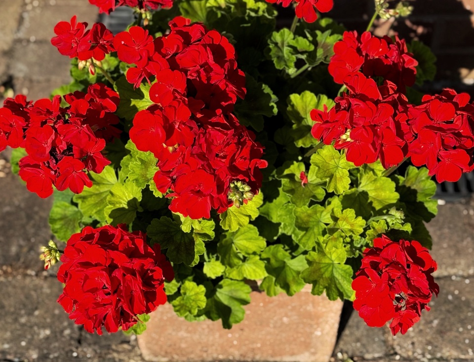 Pot of geraniums. | Technophobe | Blipfoto