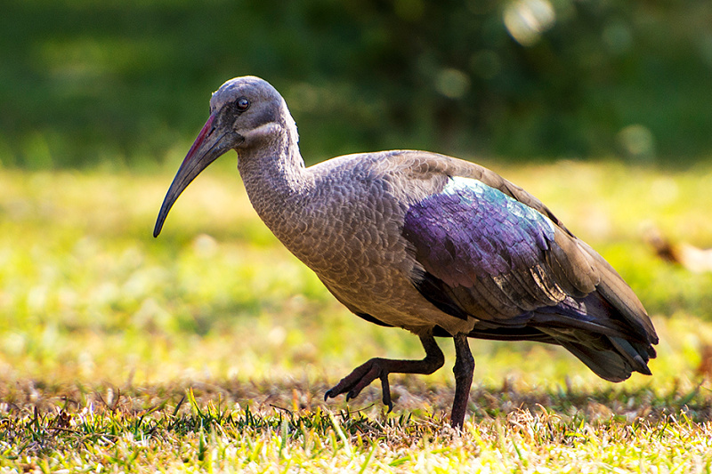 Hadida Bird. | SueL7 | Blipfoto