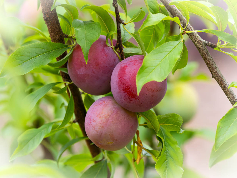 Florida Plums | maura143 | Blipfoto