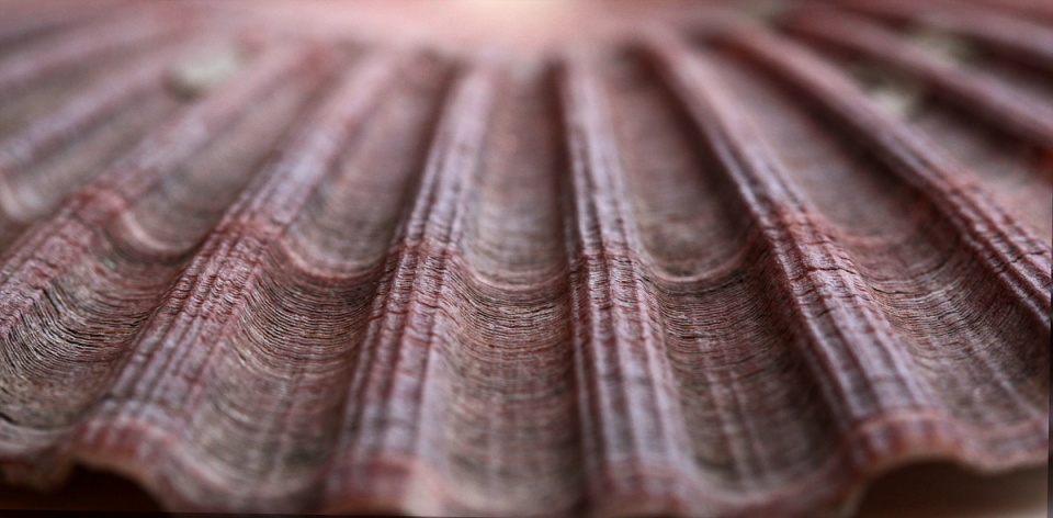 Scrubbing Shells | Gillipaw | Blipfoto