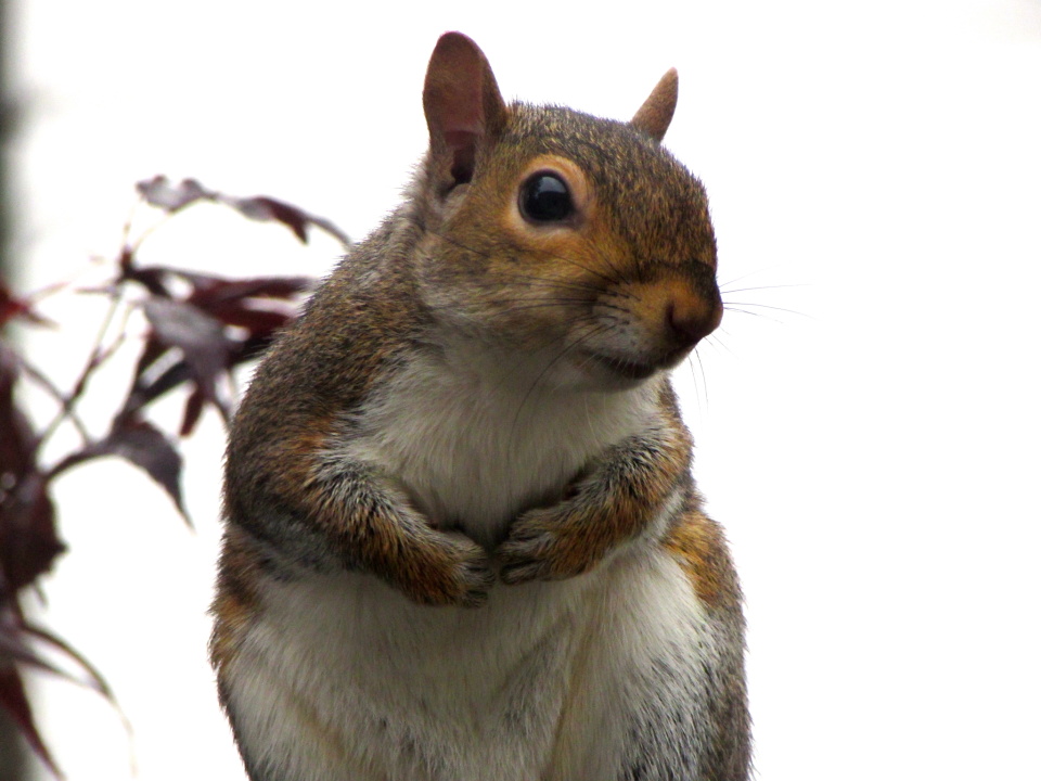 "WAS JUST WONDERING WHERE THOSE PESKY DOGS ARE" | Larchlea | Blipfoto