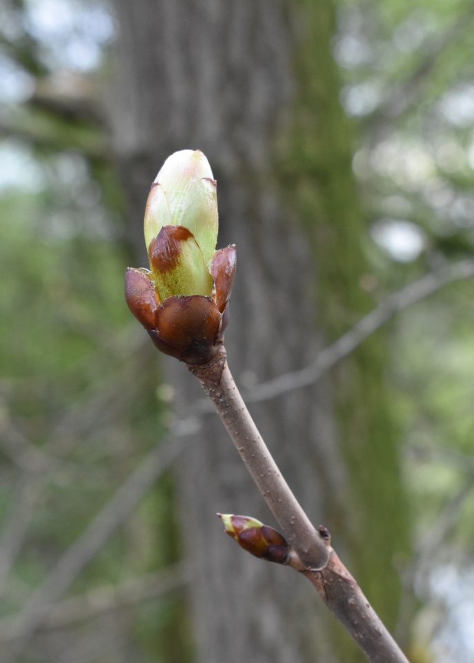 Sticky buds | JudyD | Blipfoto