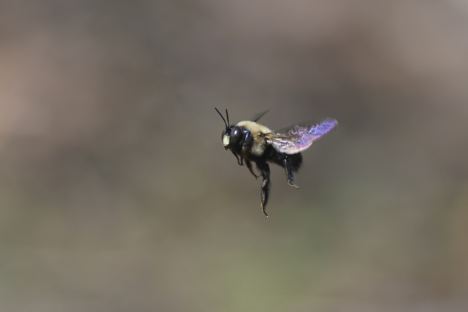 The Flight of the Carpenter Bee | dbifulco | Blipfoto