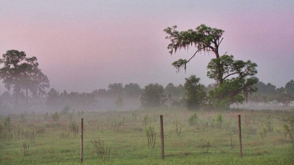 A Rosy Way To Start the Day . . . . | bugsman | Blipfoto