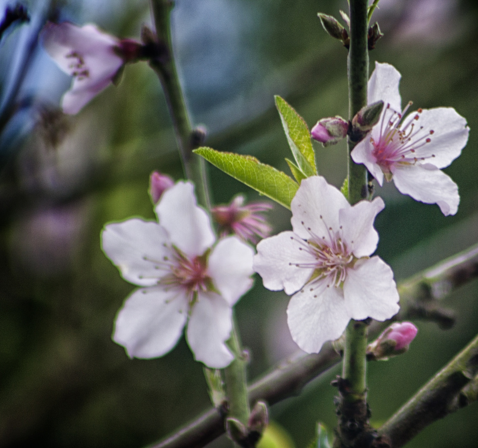 Spring | nogbad | Blipfoto