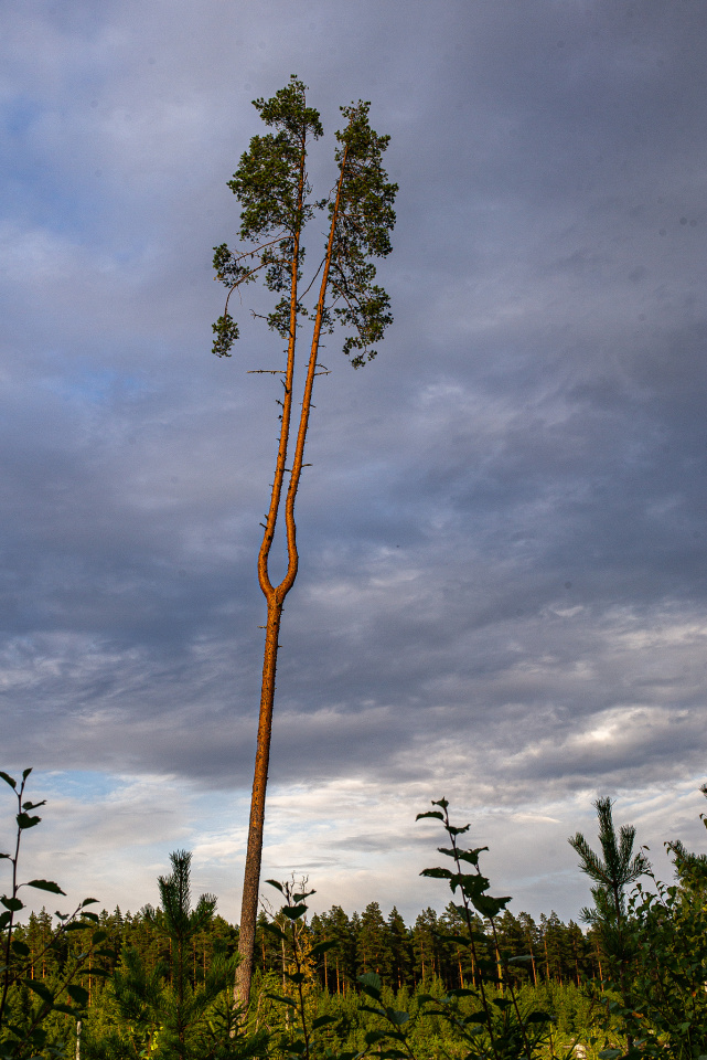 Tree | Tero | Blipfoto