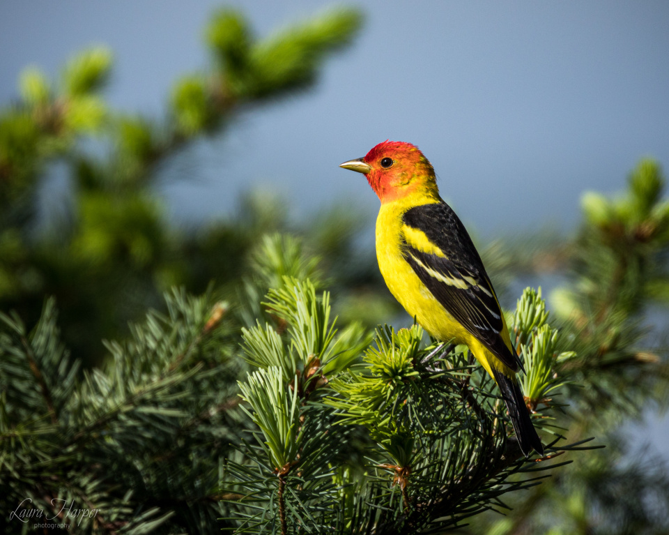 Western Tananger | kayakgirl | Blipfoto