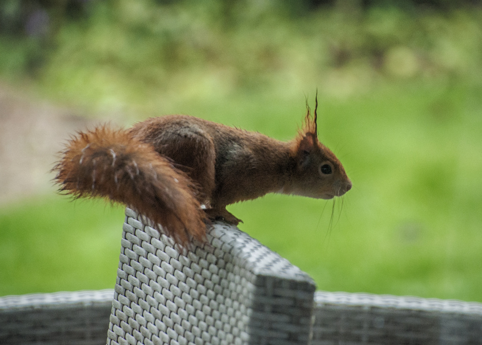 Ready ?....Jump ! | Ingeborg | Blipfoto